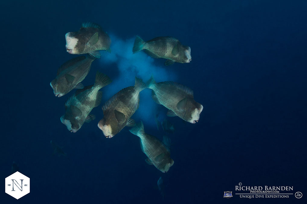 Spawning Aggregations